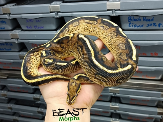 Super Gravel 600 Grams Ball Python by Beast Morphs