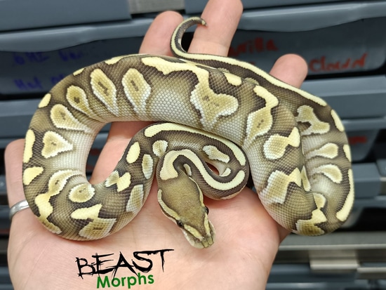 Butter Chocolate Desert Ghost Het Hypo Ball Python by Beast Morphs