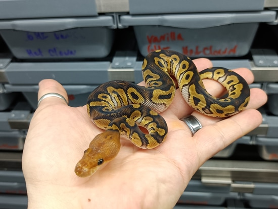 Mahogany Mystic/Phantom Clown Ball Python by Beast Morphs