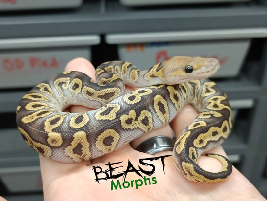 GHI Mystic/Phantom Clown Ball Python by Beast Morphs