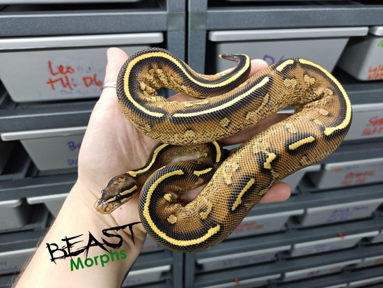 Super Gravel Ball Python by Beast Morphs