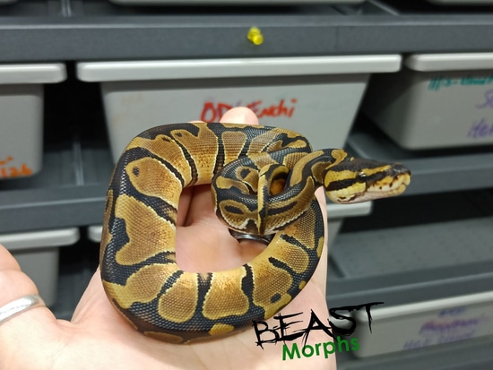 Enchi Het Piebald Ball Python by Beast Morphs