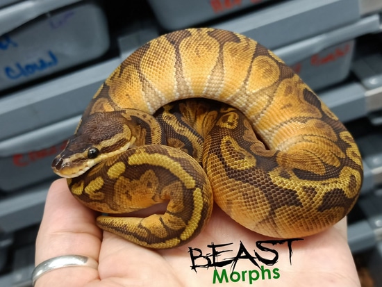 Sunset Ball Python by Beast Morphs