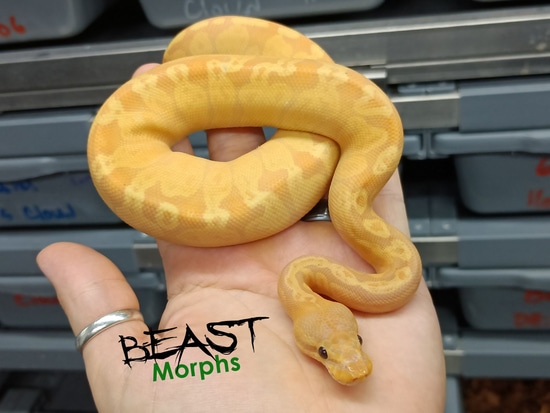 Banana Sunset Ball Python by Beast Morphs