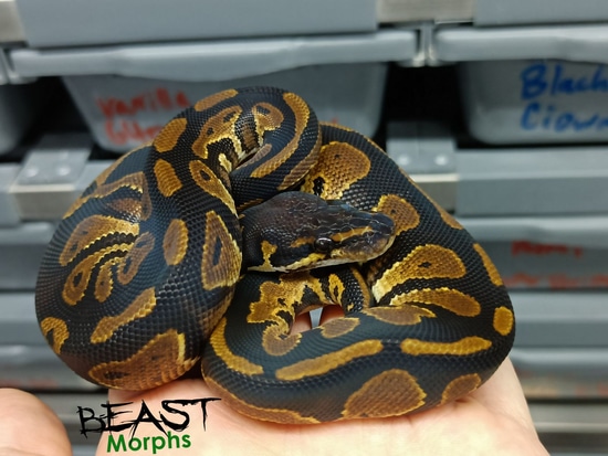 Black Head Double Het Hypo Piebald Ball Python by Beast Morphs