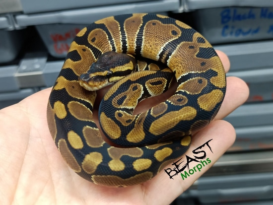 Double Het DG Sunset Ball Python by Beast Morphs