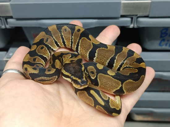 Double Het Sunset DG Ball Python by Beast Morphs