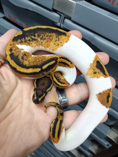 YB Pied Het Clown No Reserve! Ball Python by Beast Morphs
