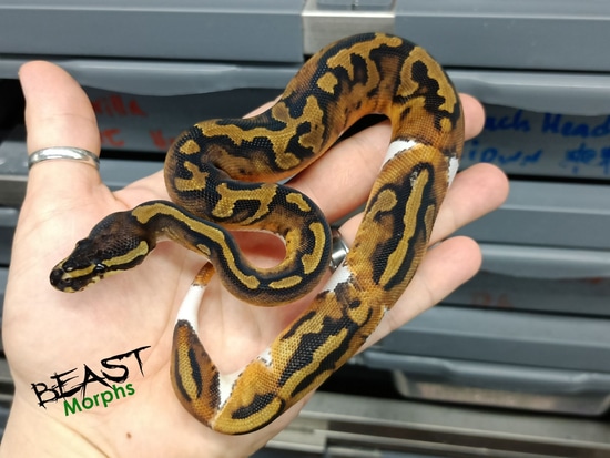 Piebald Ball Python by Beast Morphs