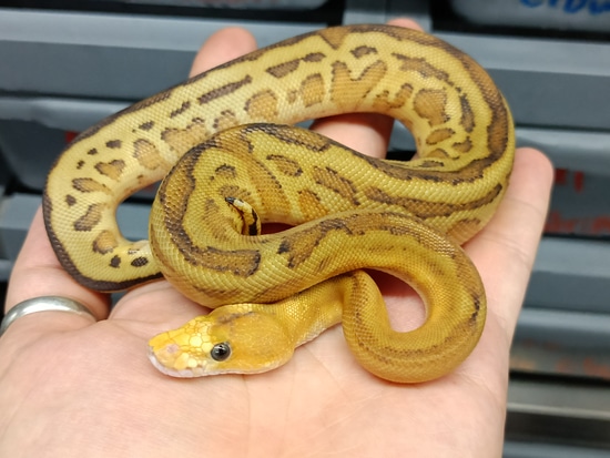 Champagne Batman Ball Python by Beast Morphs