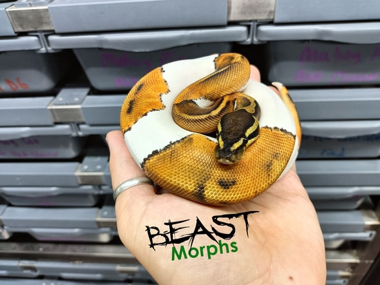 OD GHI Piebald Ball Python by Beast Morphs