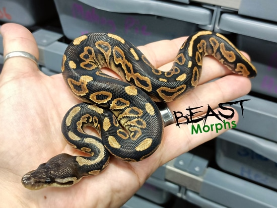 Cinny Asphalt/YB Het Clown Ball Python by Beast Morphs