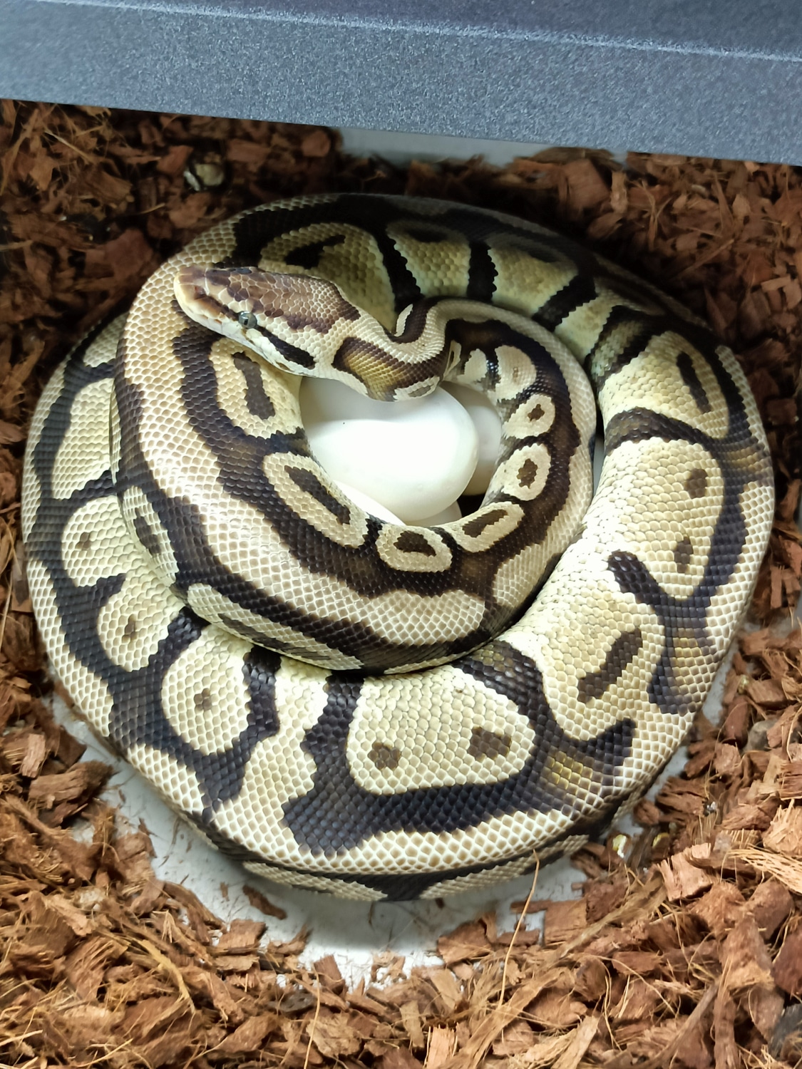 Ball Python Clutch: 24-07-mystblkdg-passpechetdg by Beast Morphs ...