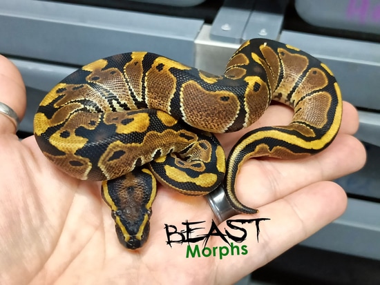 Het Sunset Ball Python by Beast Morphs