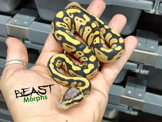 Pastel Specter Desert Ghost 50%het Cryptic Ball Python by Beast Morphs