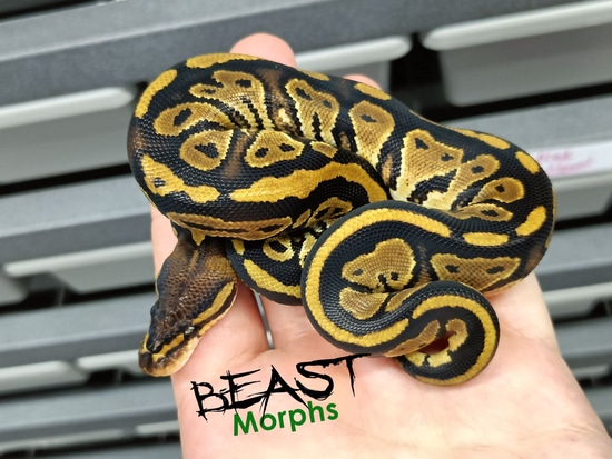 Bongo Het Sunset Ball Python by Beast Morphs