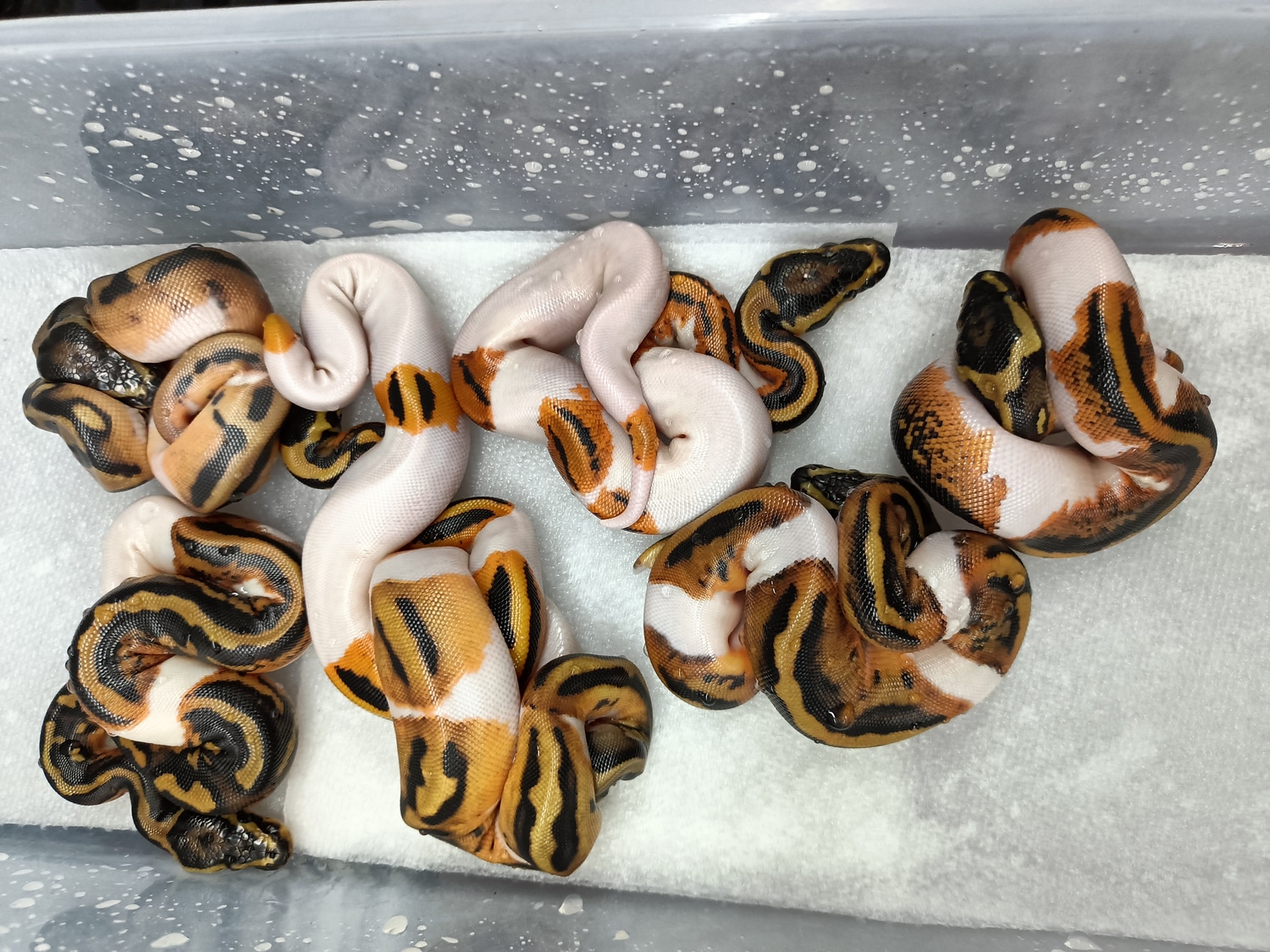Ball Python Clutch: 24-14-clnpie-odybpie by Beast Morphs - MorphMarket