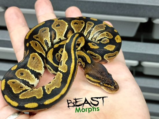 Bongo Het Sunset 2 Ball Python by Beast Morphs