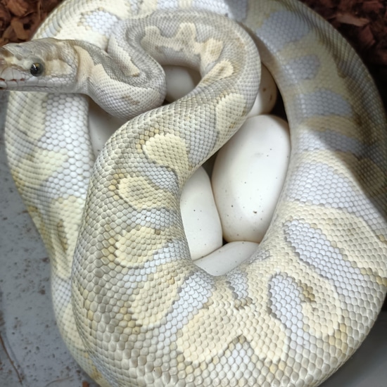 GHI Lesser Enchi Clown Ball Python by Beast Morphs