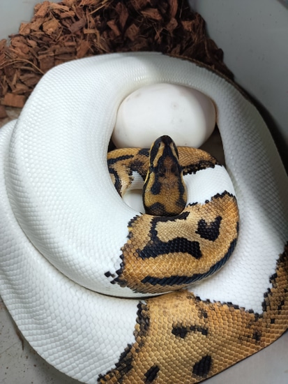 Od Leo Piebald Ball Python by Beast Morphs
