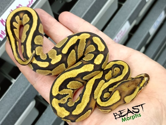 OD Vanilla/Fire DH G-Stripe Clown 50% Het DG Ball Python by Beast Morphs