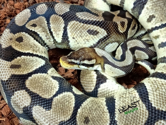 Pastel Het DG Ball Python by Beast Morphs