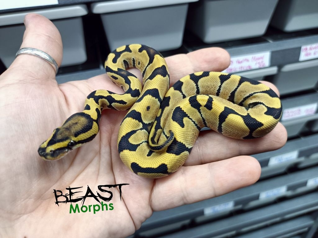 Enchi Desert Ghost Het Hypo