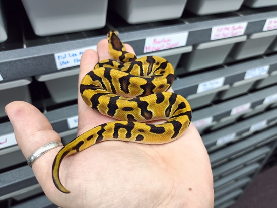 OD Enchi Crypton 50% Het DG POS Specter Ball Python by Beast Morphs