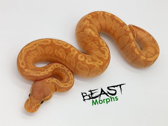 Banana Sunset Ball Python by Beast Morphs