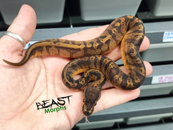 Acid Sunset 🌞 Ball Python by Beast Morphs