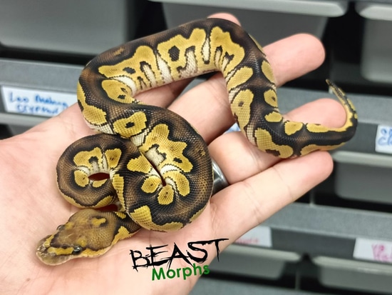 Mystic Clown Ball Python by Beast Morphs