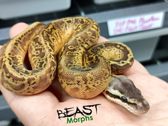 Leopard Pastel Sunset Ball Python by Beast Morphs