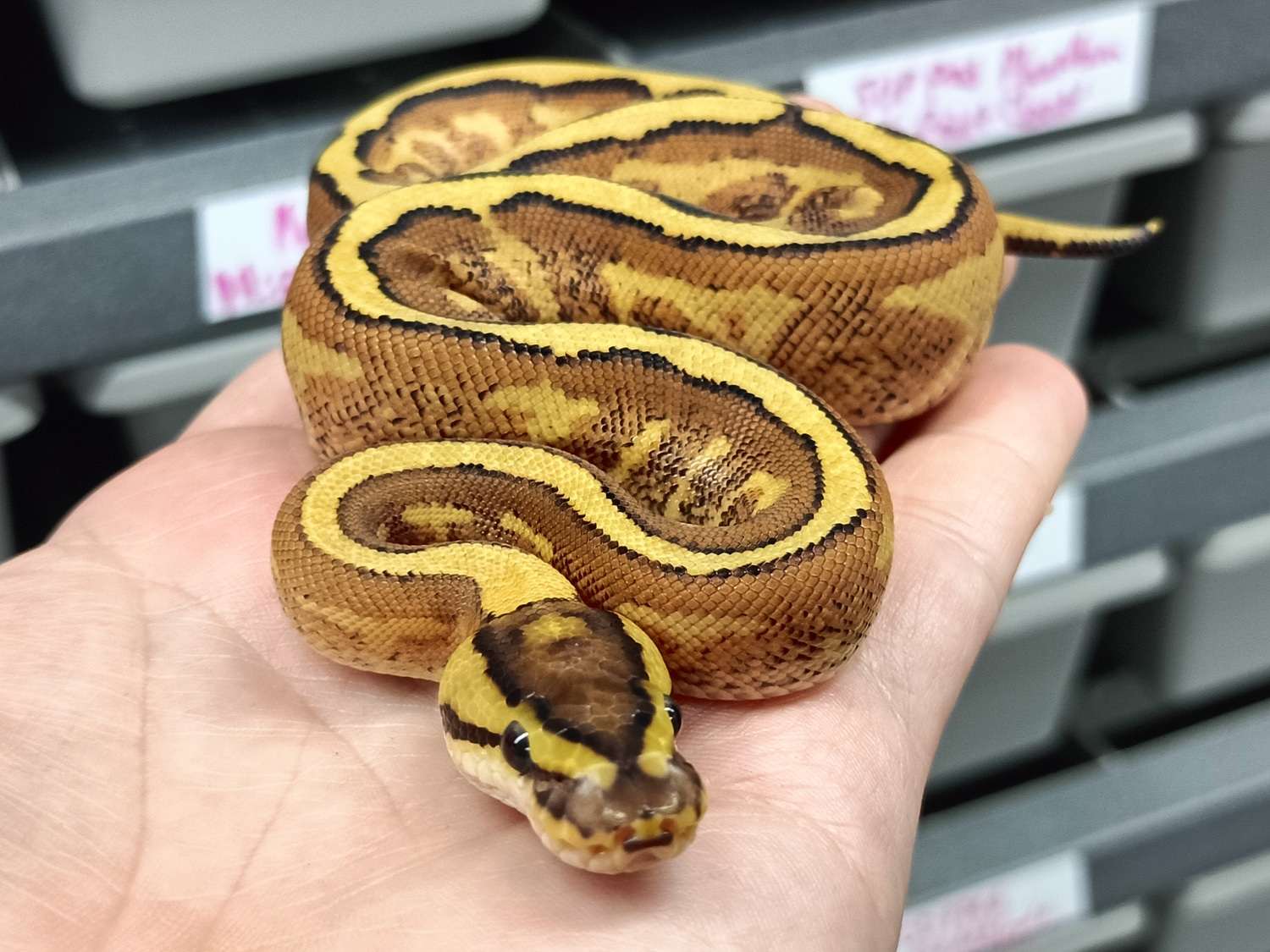 Ball Python Clutch: 24-33-ybrscln-supstrip by Beast Morphs - MorphMarket