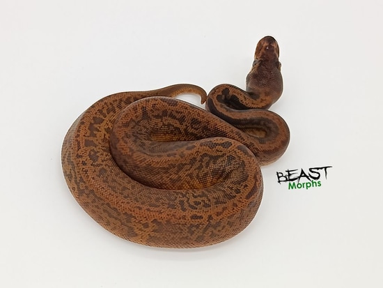 Acid Leopard Sunset Ball Python by Beast Morphs