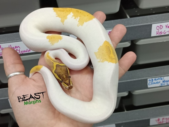 OD Highway Pied Ball Python by Beast Morphs