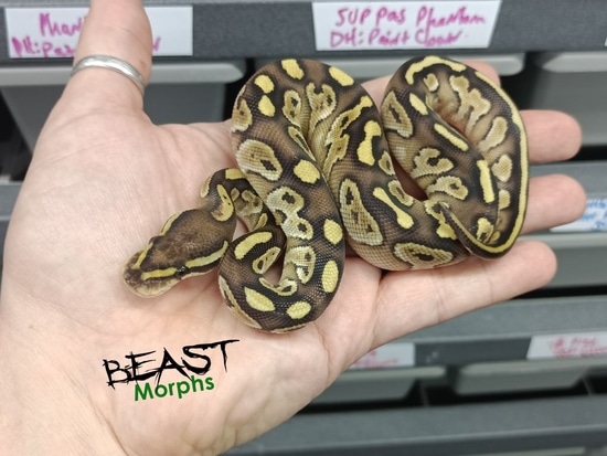 Lesser Het Sunset Ball Python by Beast Morphs