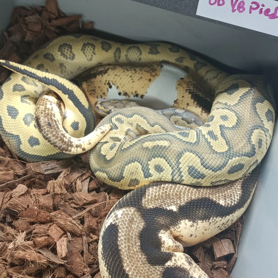 Clown Hypo 100% Het Pied Ball Python by Beast Morphs