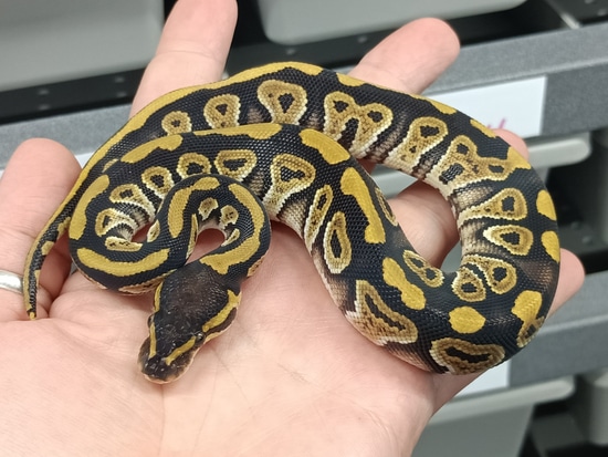 Phantom YB Het Clown Ball Python by Beast Morphs