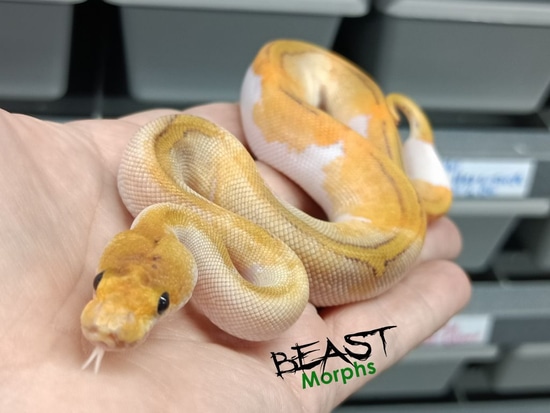 Black Head Champagne Clown (Het Pied) Ball Python by Beast Morphs