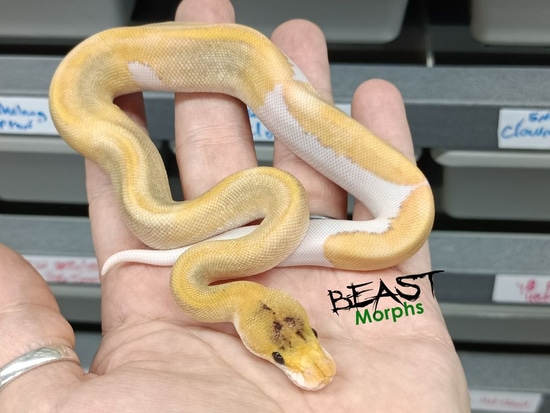 Champagne (Clown) (Het Pied) Ball Python by Beast Morphs