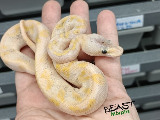 Champagne Pastel Het Clown 50% Het Pied Ball Python by Beast Morphs
