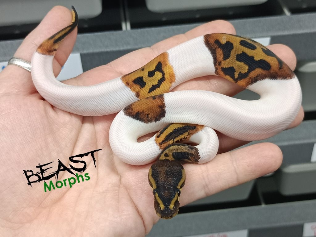 Leopard Pied (POS super Leo)