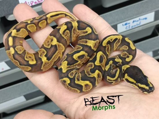 OD YB GHI Enchi Het Pied Ball Python by Beast Morphs