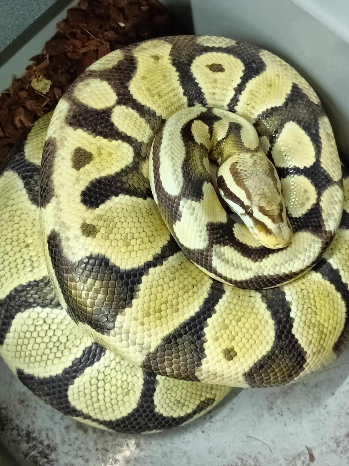 Ball Python Clutch: 24-43-pasdgcln-pasdg by Beast Morphs - MorphMarket
