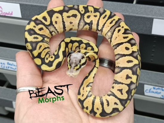 DH DG Clown Super Pastel Ball Python by Beast Morphs