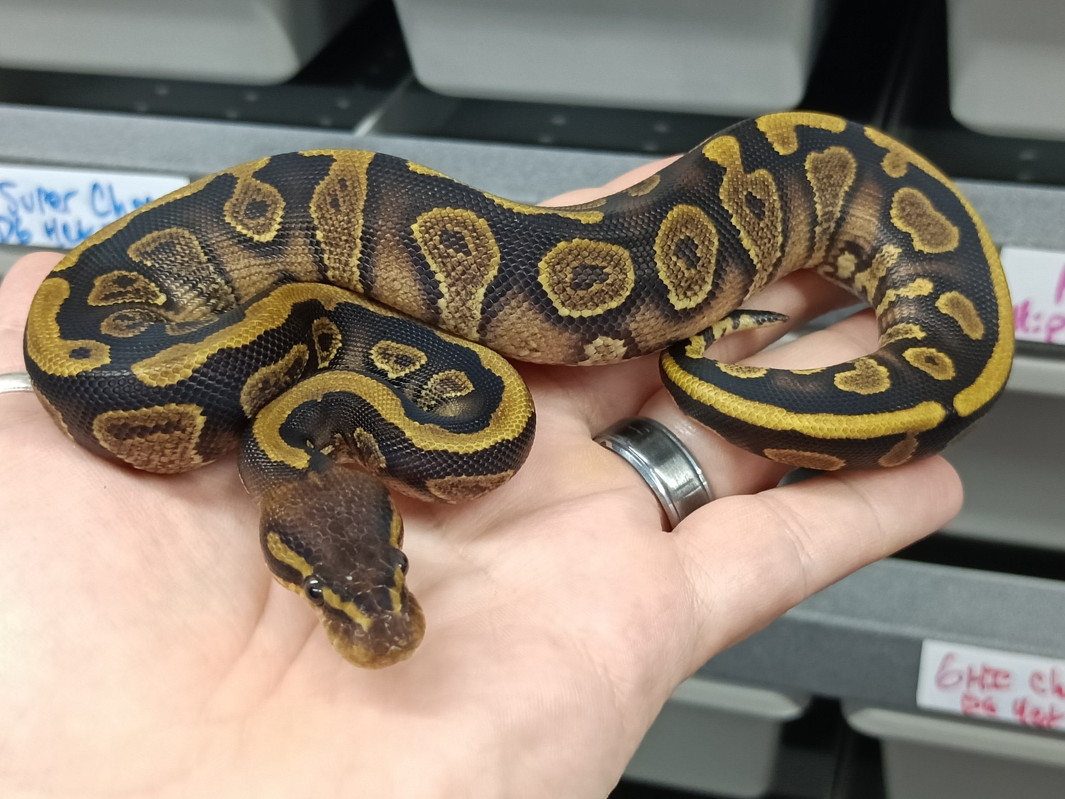 Ball Python Clutch: 24-47-sunset-mahoghighway by Beast Morphs - MorphMarket