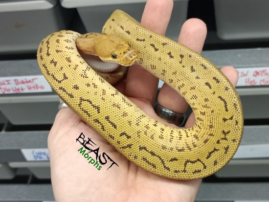 Spotnose Leo Pin Clown Ball Python by Beast Morphs