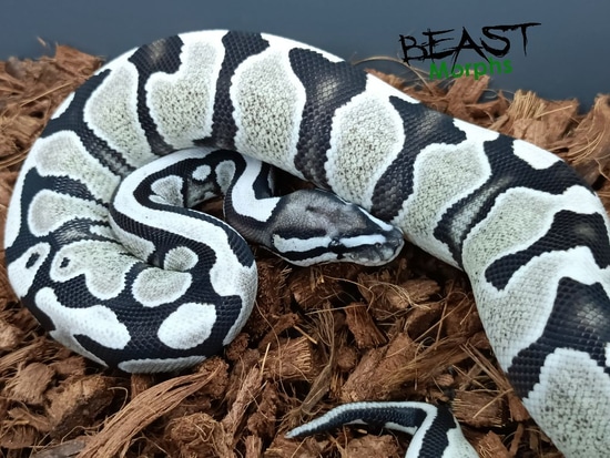 DG Axanthic VPI Het Pied Ball Python by Beast Morphs
