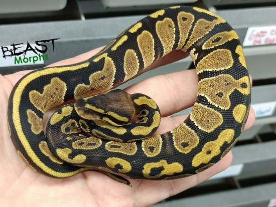 Vudoo Het Hypo Ball Python by Beast Morphs