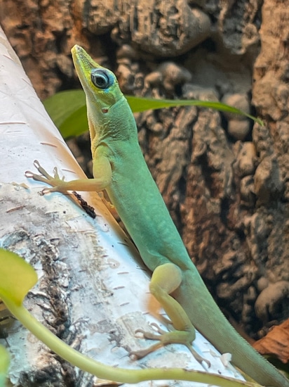 Anolis Trinitatis Anole by Beast Pets Vista